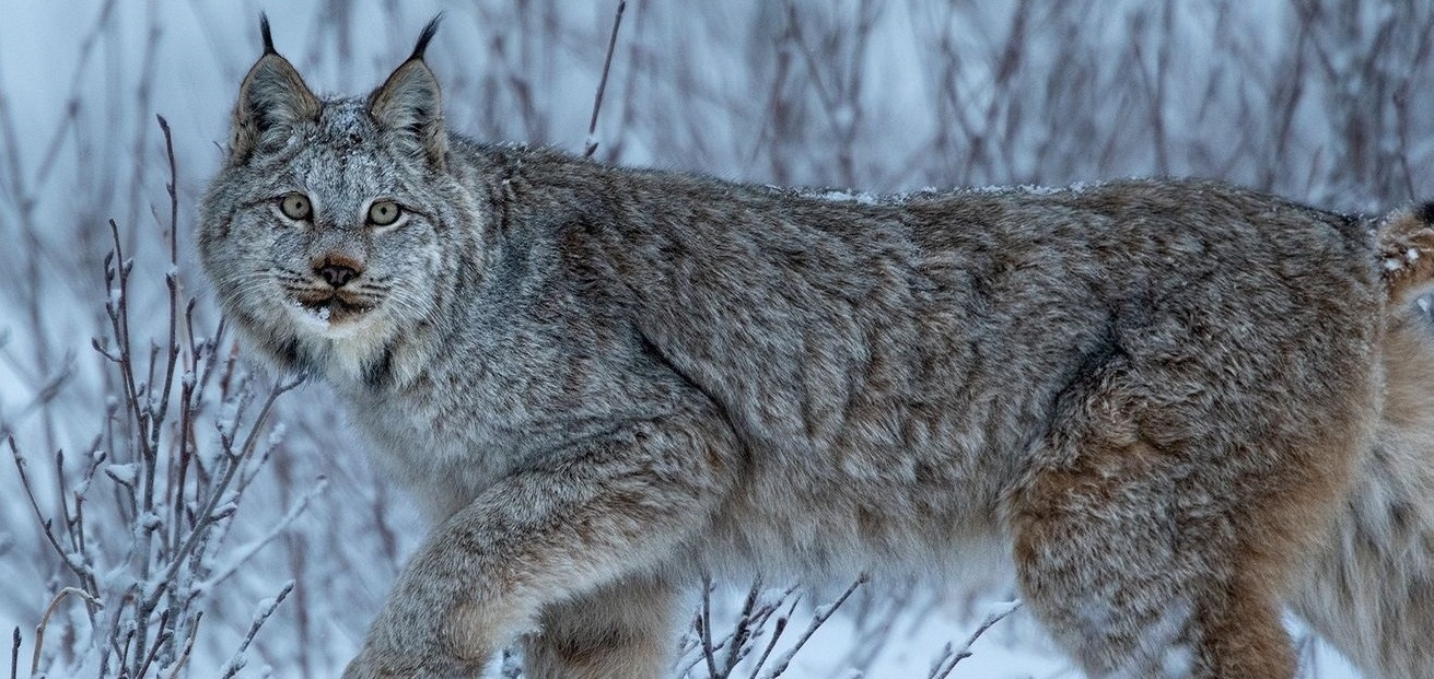 IPUT LMS-NAGOYA: 【1後】基礎・展開